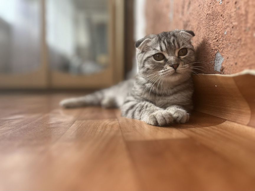 Шотландская вислоухая девочка, котенок 4 месяца