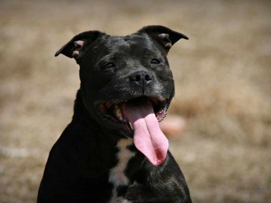 Стаффордширский бультерьер