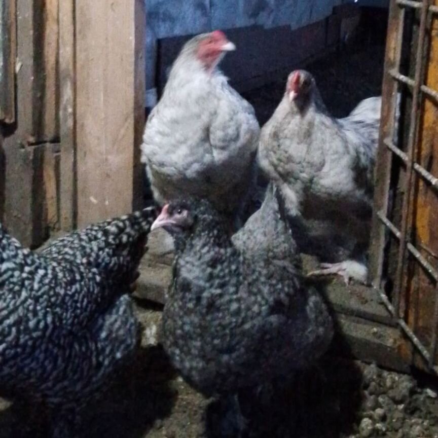 Продам петухов породы Кукушинн,на племя