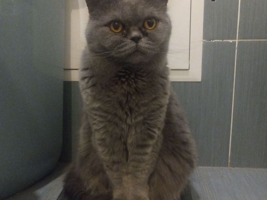 Шотландская прямоухая кошка в хорошие руки