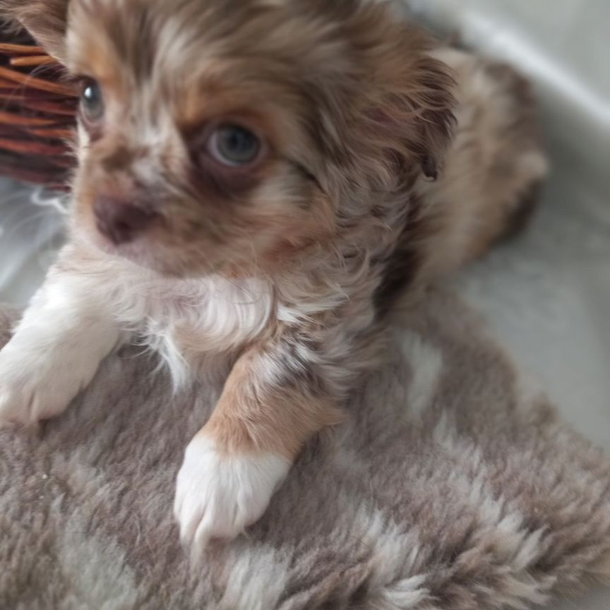 Мраморный щенок чихуахуа