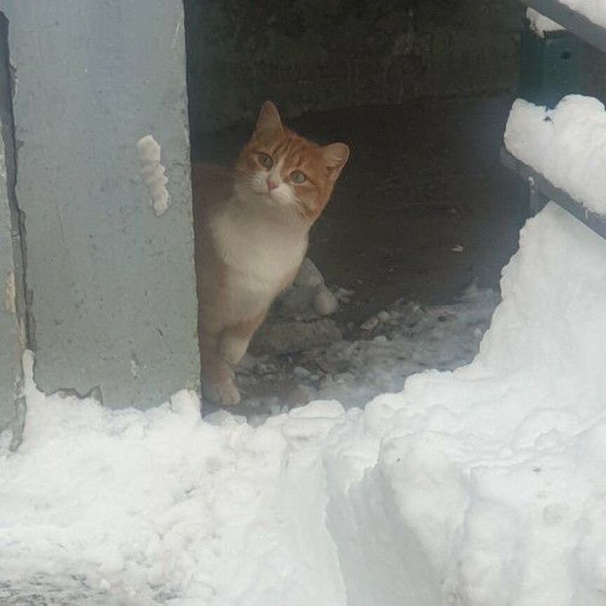 Котик. Нужна помощь