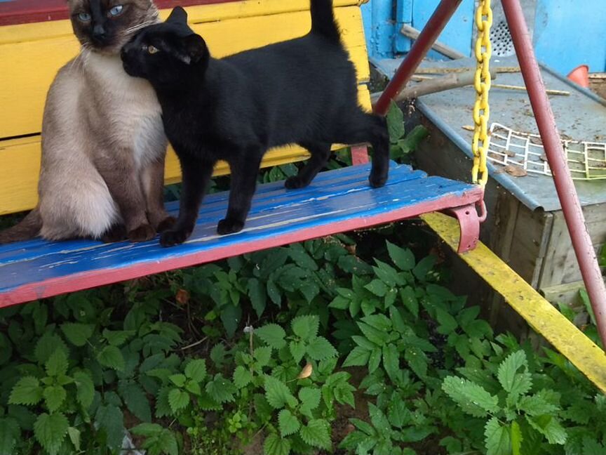 Тайские котята пантеры ориенталые крысоловы