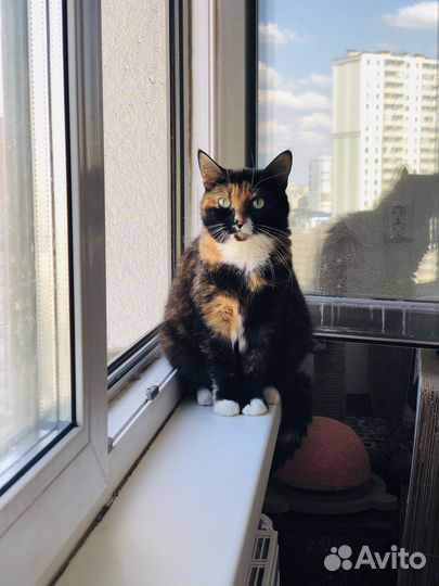 Кошечка в добрые руки