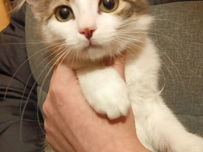 Котенок Смоки