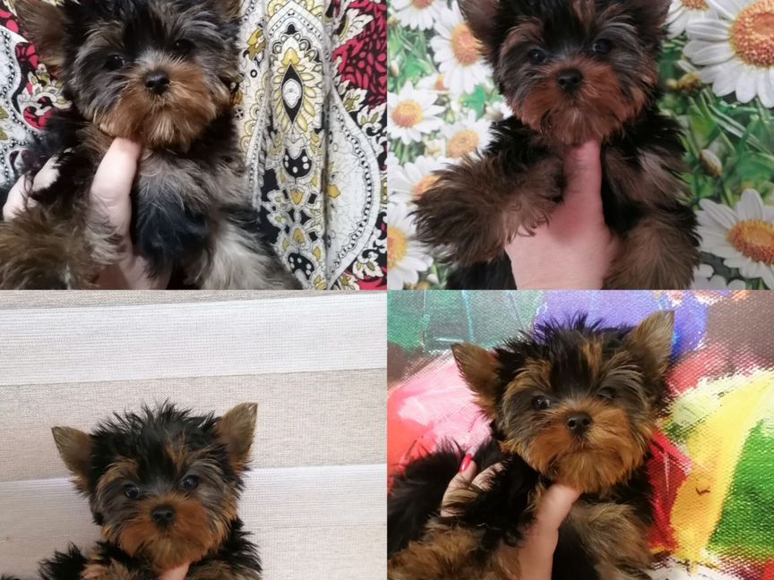 Йоркширский терьер мальчишка