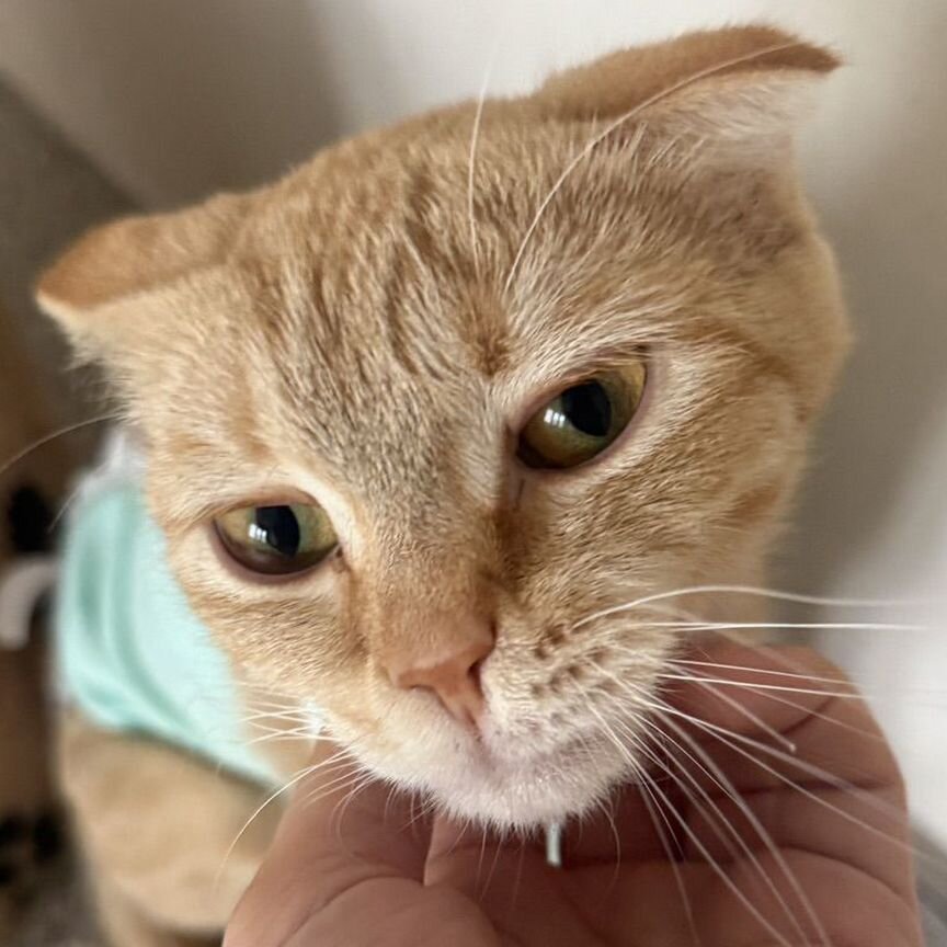 Шотландская вислоухая короткошёрстная, взрослая кошка