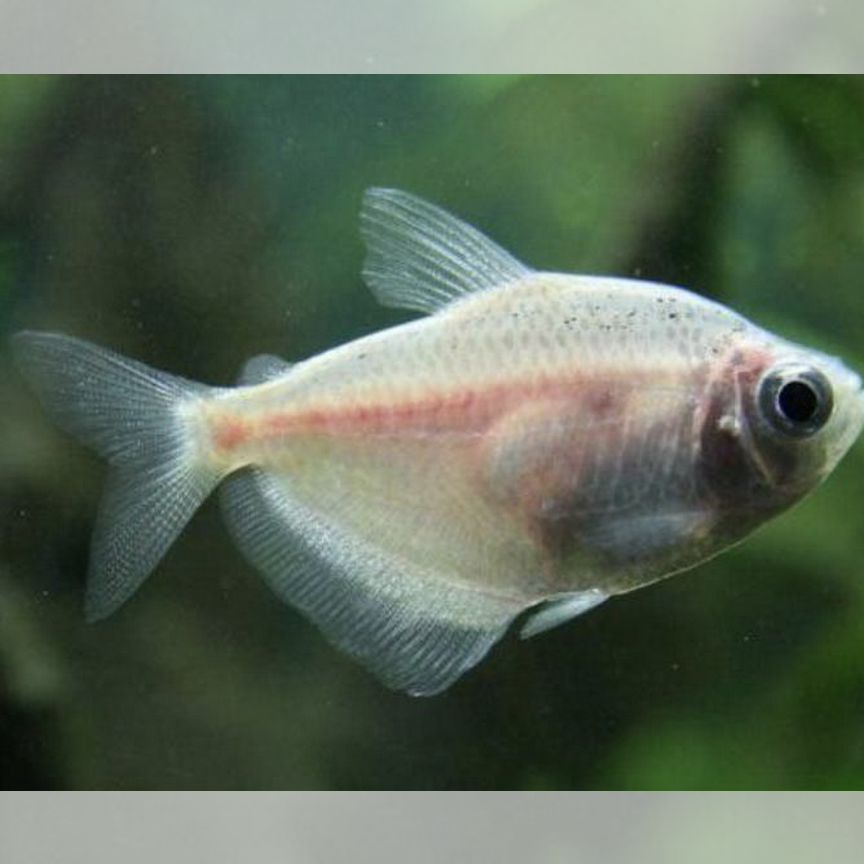 Тернеция белая