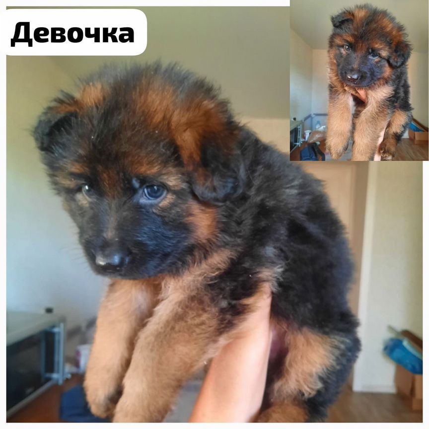 Немецкая овчарка