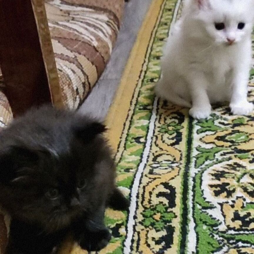 Котята в добрые руки 1 месяц
