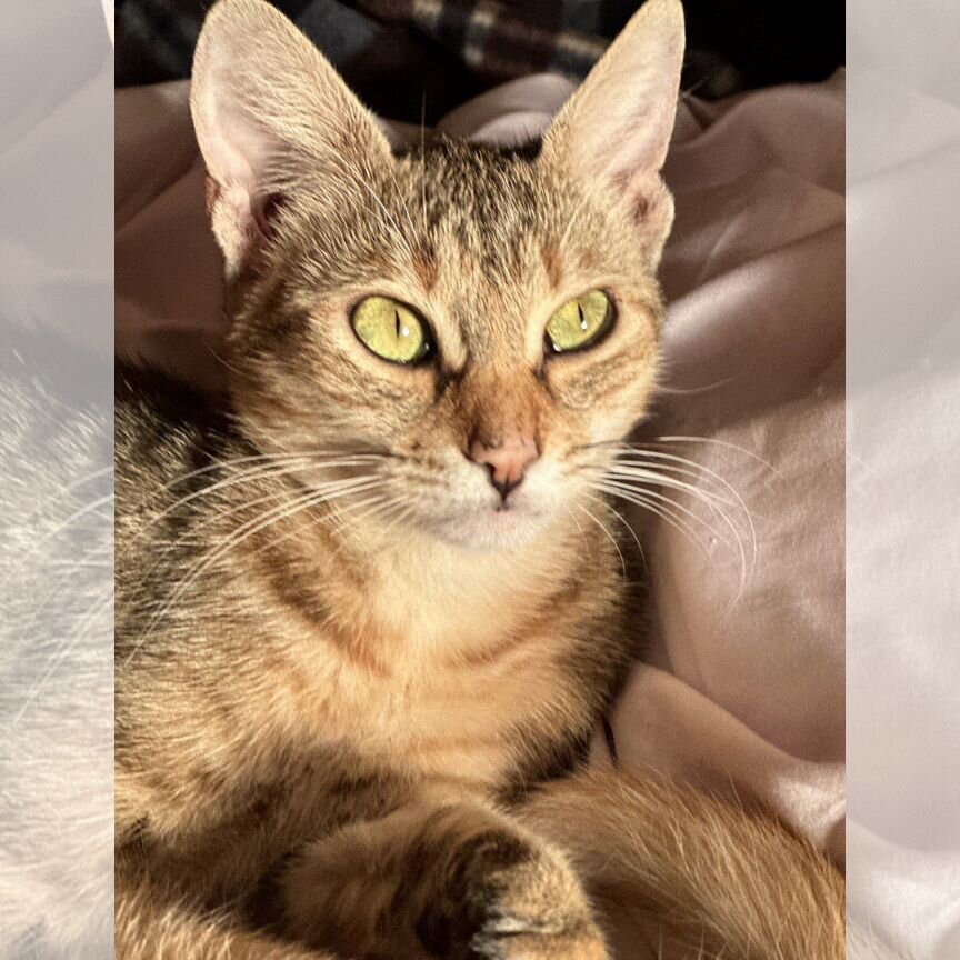 Ласковая зеленоглазая красотка 1 год