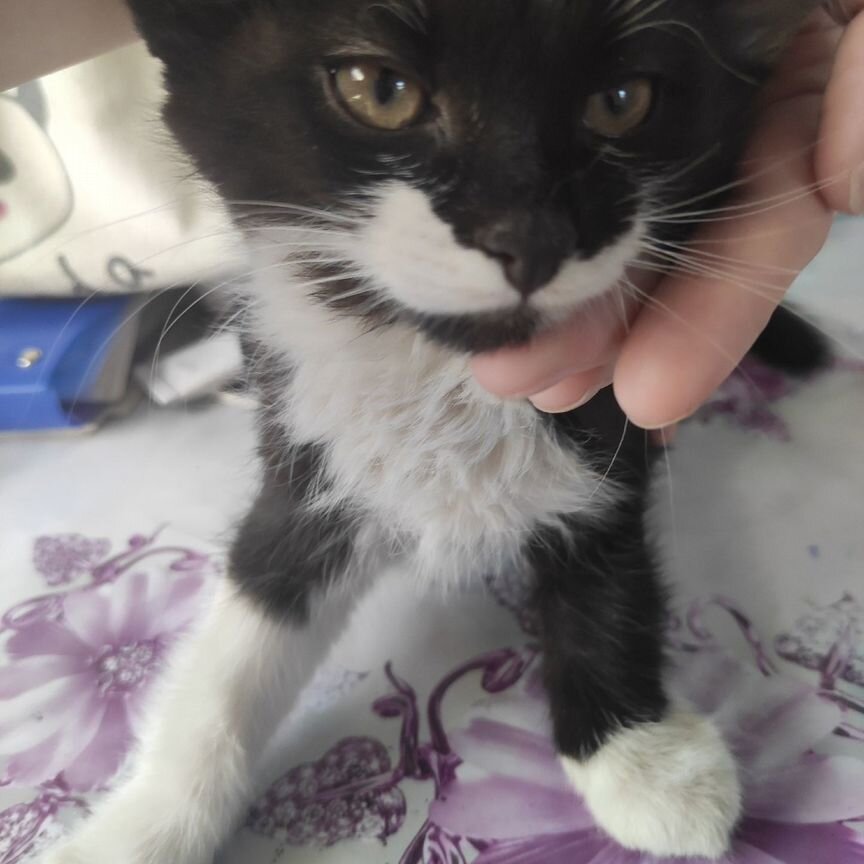 Отдам в добрые руки котят