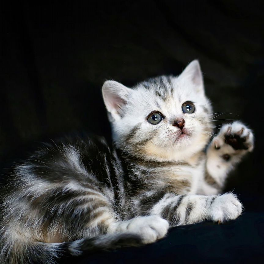 Шотландские мраморные котята