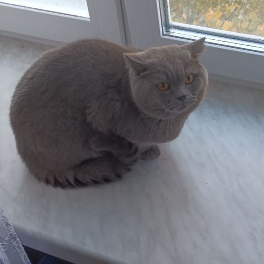 Шотландский кот вязка, прямоухий