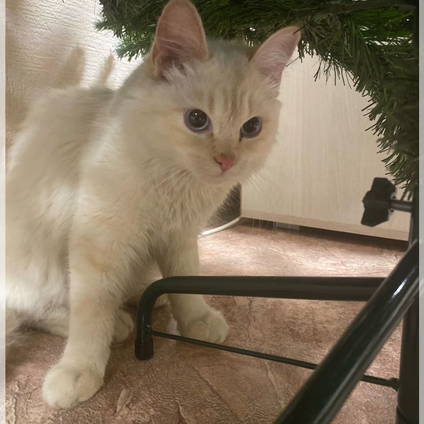 Взрослая кошка в добрые руки