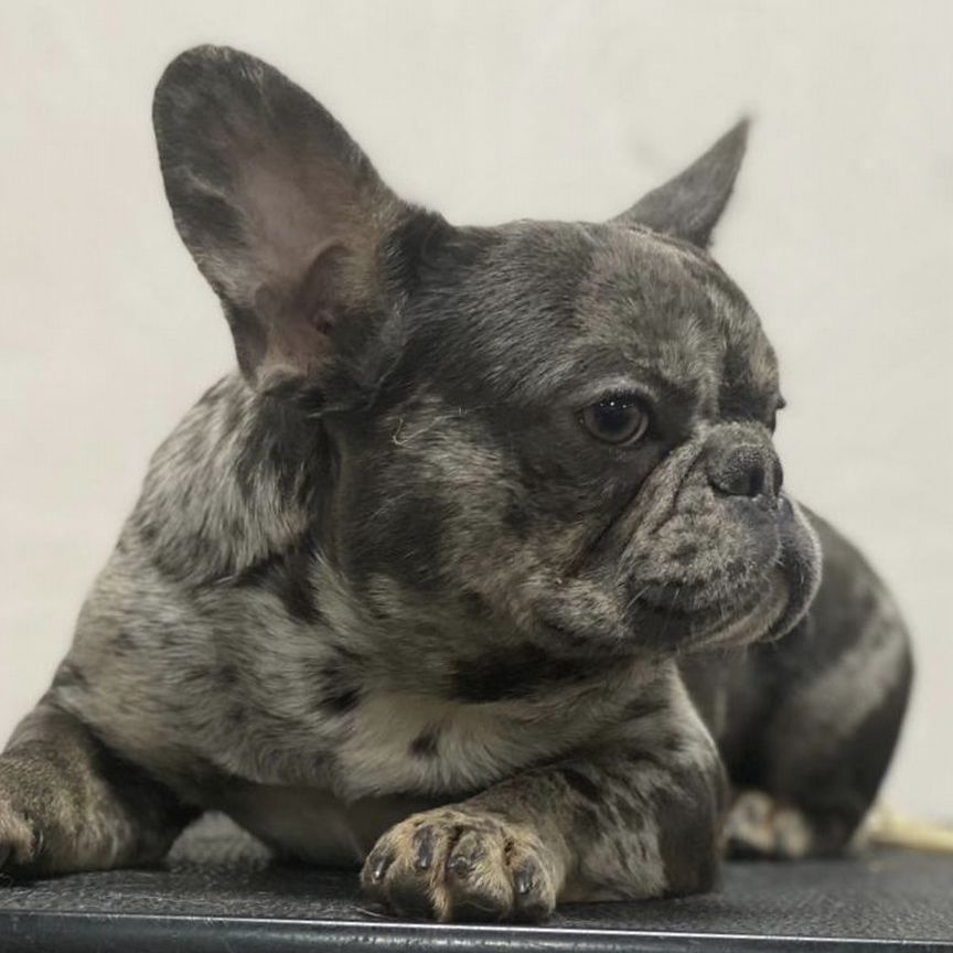 Французский бульдог, взрослая собака