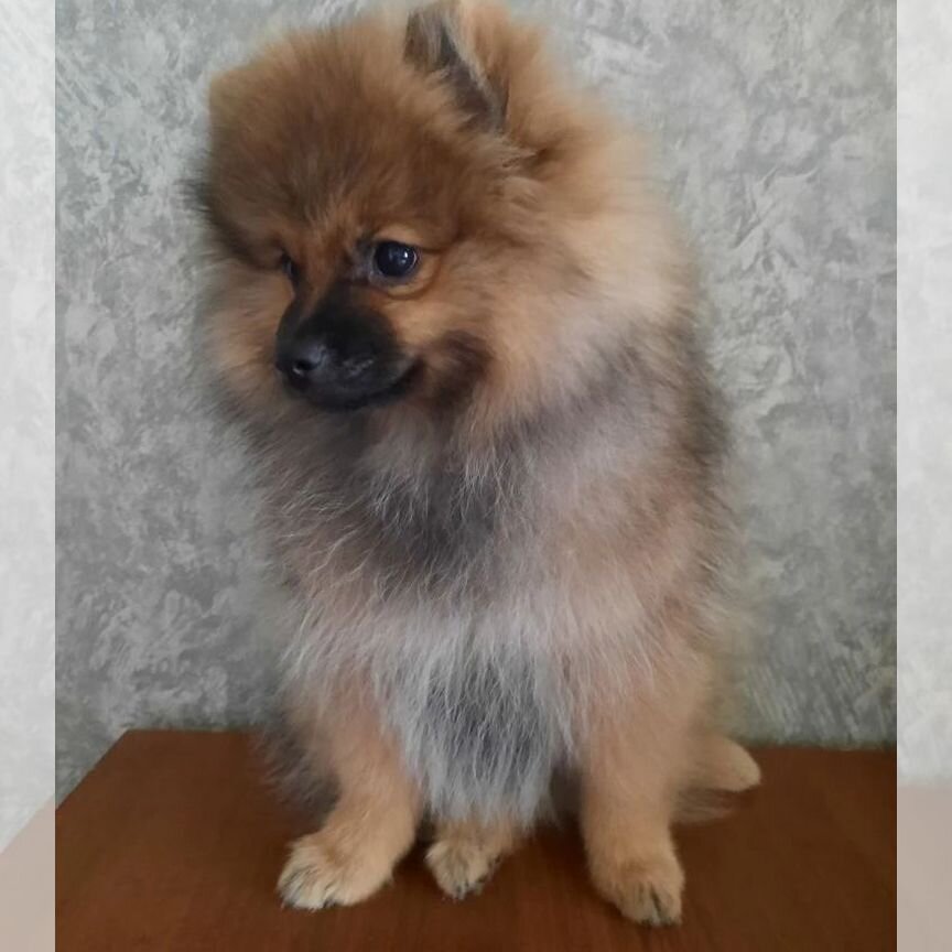 Померанский шпиц, щенок