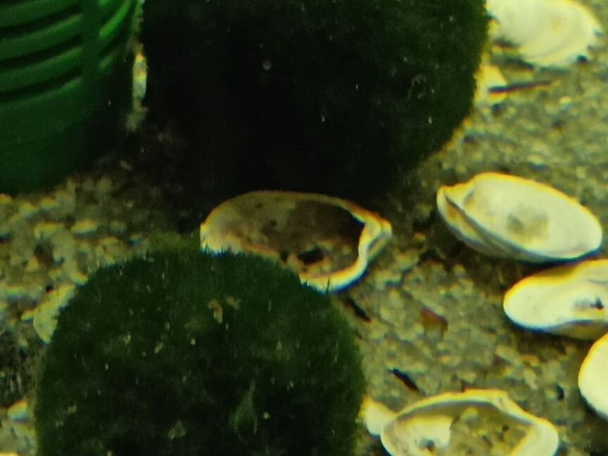 Кладофора шаровидная