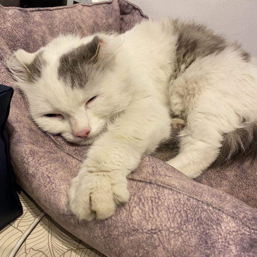 Найден кот (кошка)