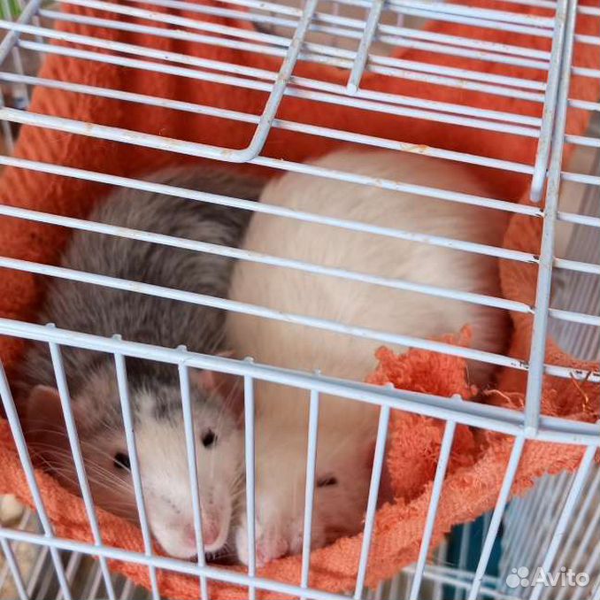 Домашние животные крысы