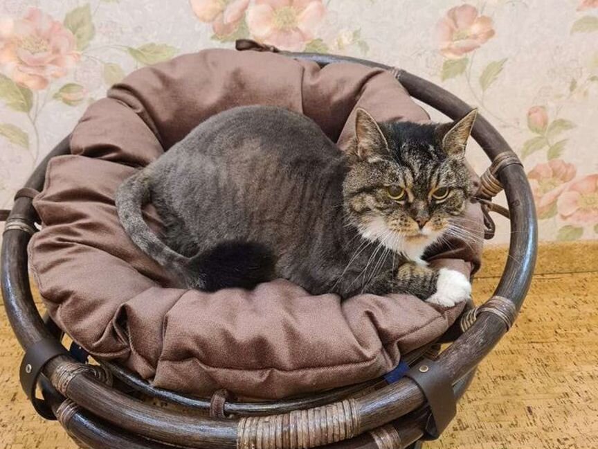 Кресло из ротанга для домашних животных