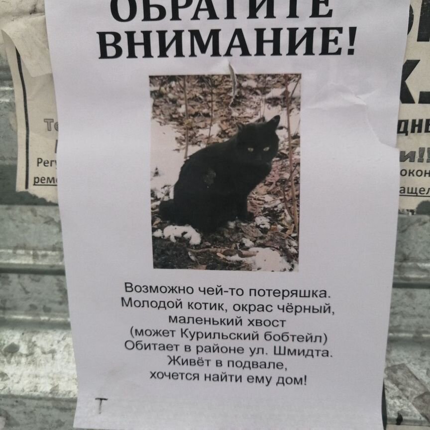 Бродячий кот, живёт в подвале