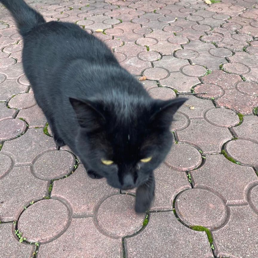 Котики бесплатно черный