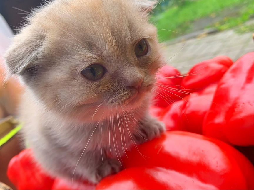 Британские котята