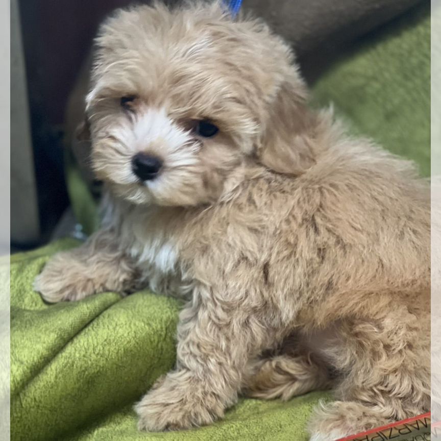 Щенки мальтипу f1 мини