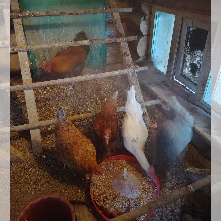 Куры несушки с петухом