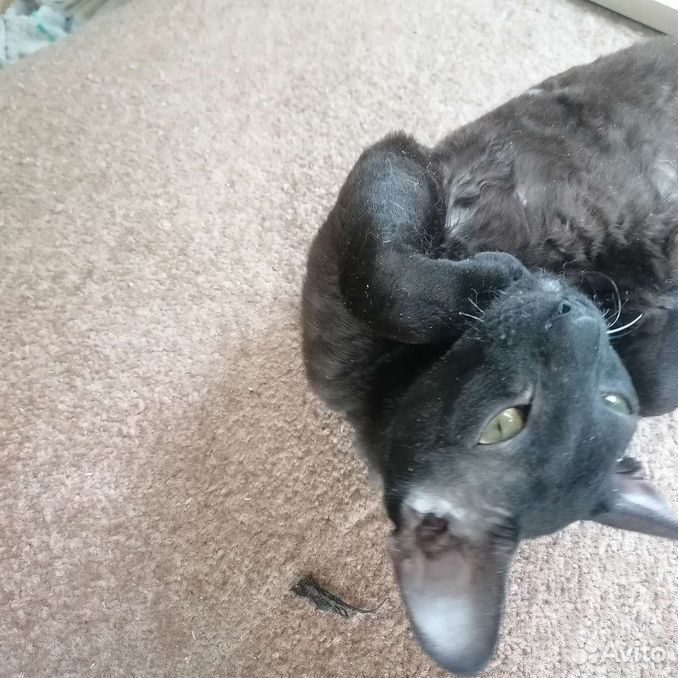 Кот корниш-рекс