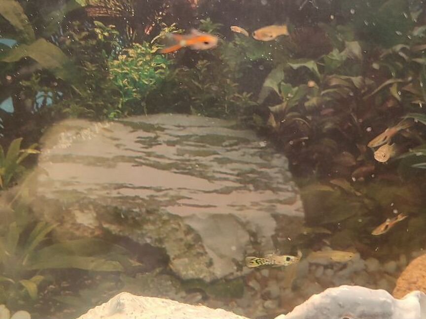 Аквариумные рыбки гуппи