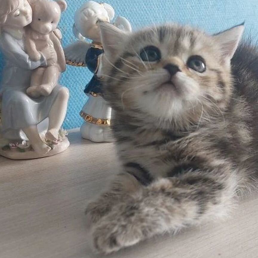Шотландский прямоухий короткошёрстный котёнок