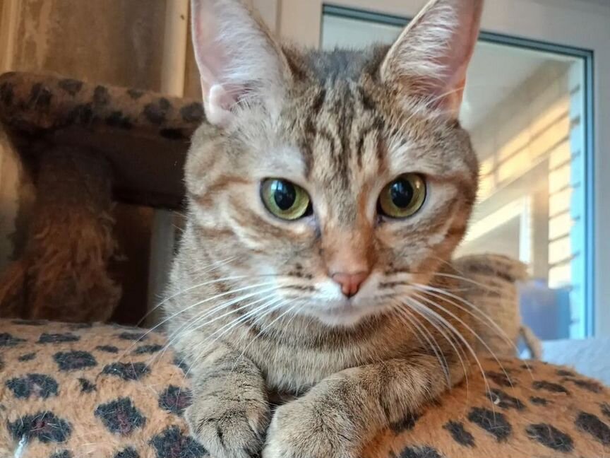 Кошка Жанна из приюта в дар