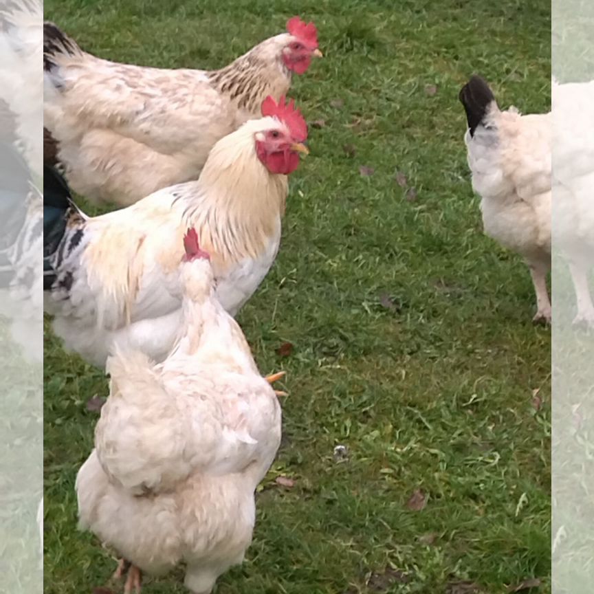 Петушки домашние