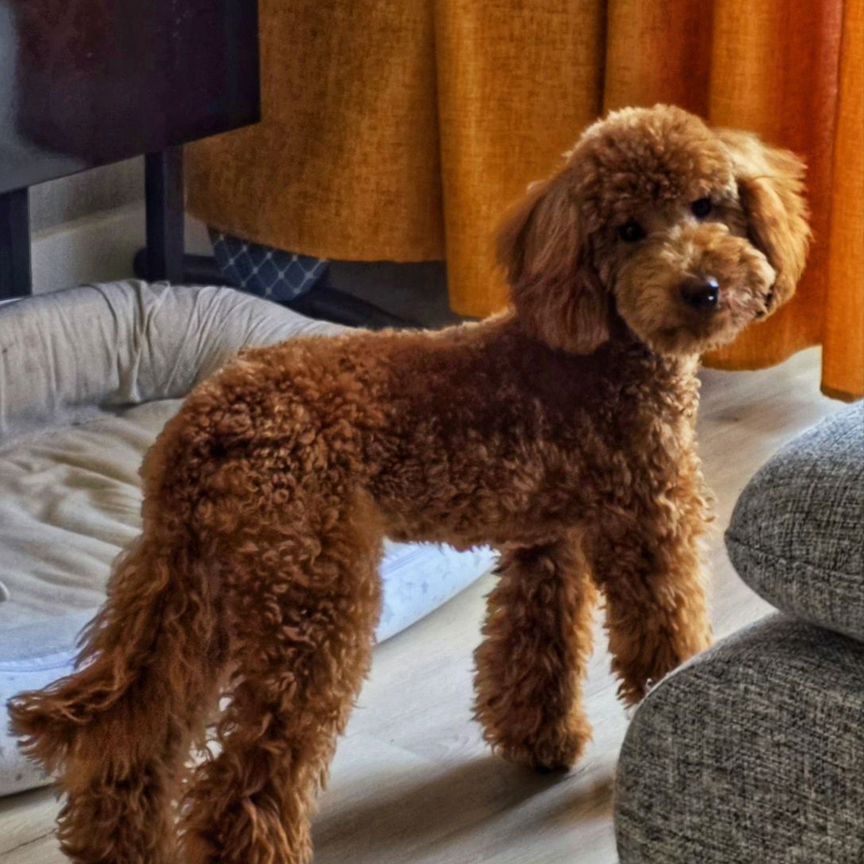 Пудель миниатюра