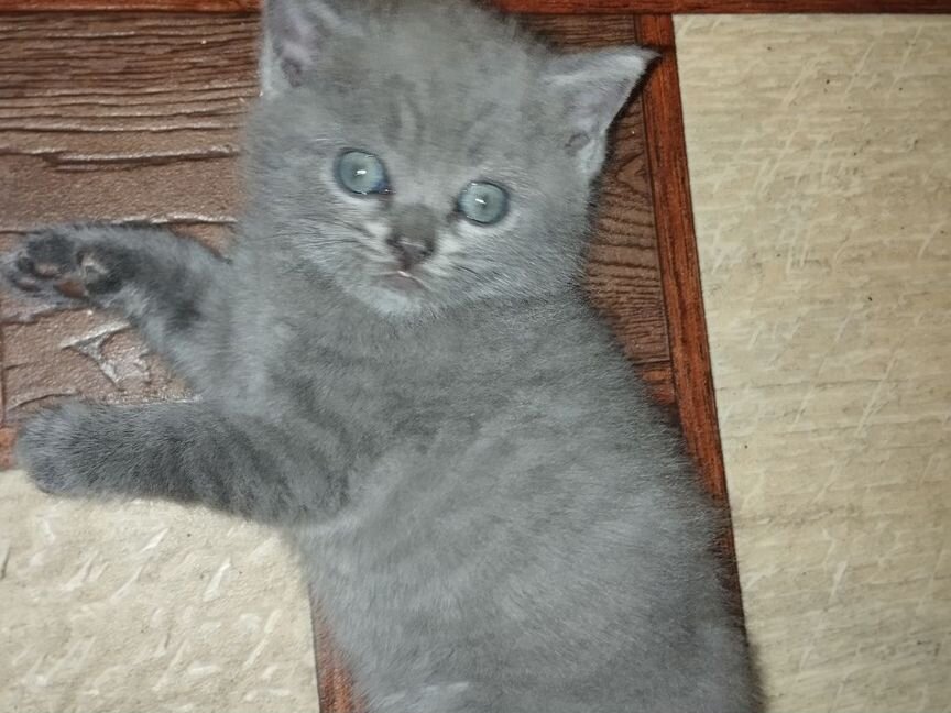 Британские котята