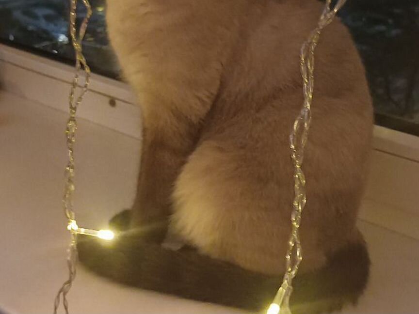 Котик ищет невесту