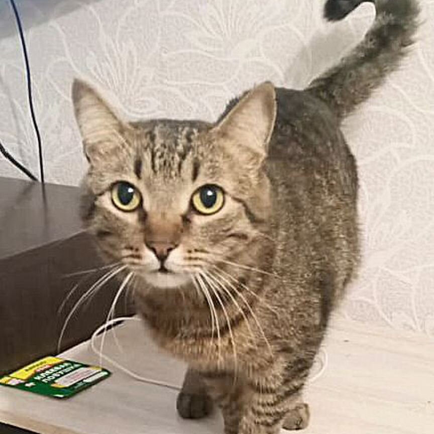 Кот полосатый 1,5 года