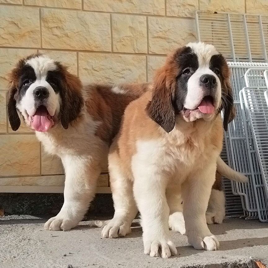 2 сестренки себернарочки