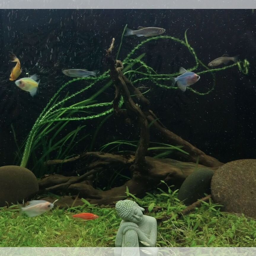 Растение для аквариума