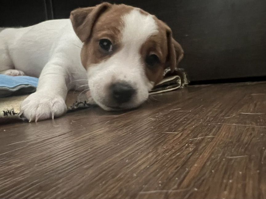 Джек Рассел терьер