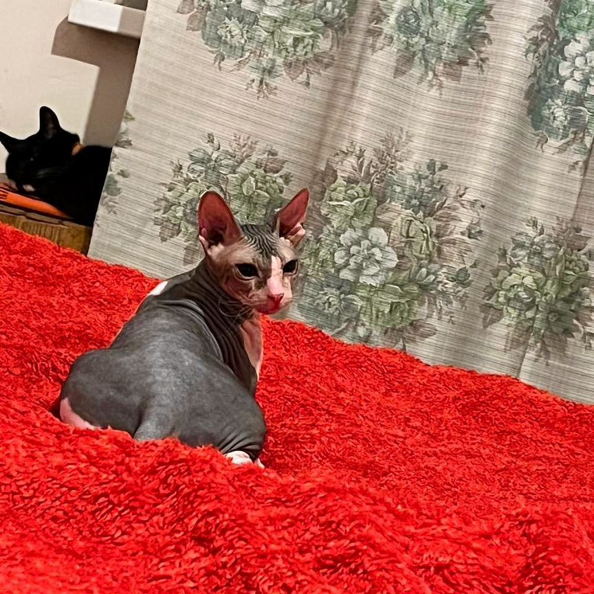 Донской сфинкс котенок