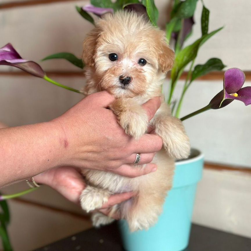 Мальтипу f1 микро до 2 кг девочка