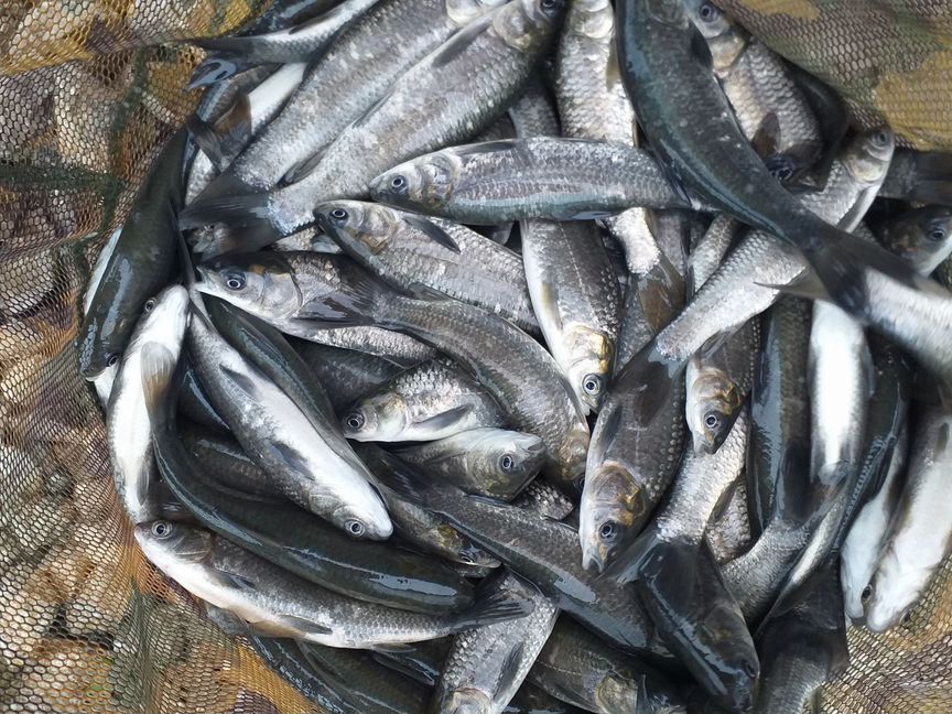 Черный амур