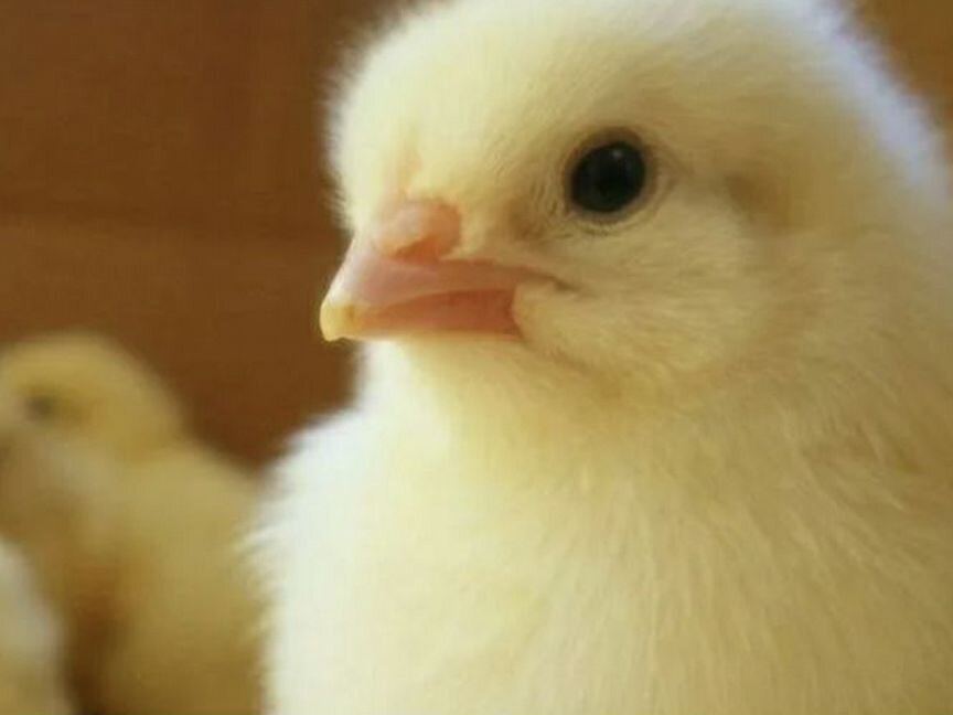 Цыплята бройлеры