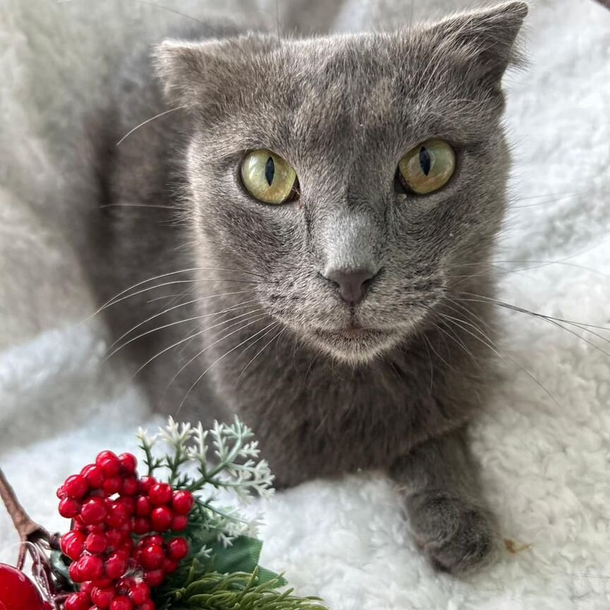 Кошка 1 год окрас голубой