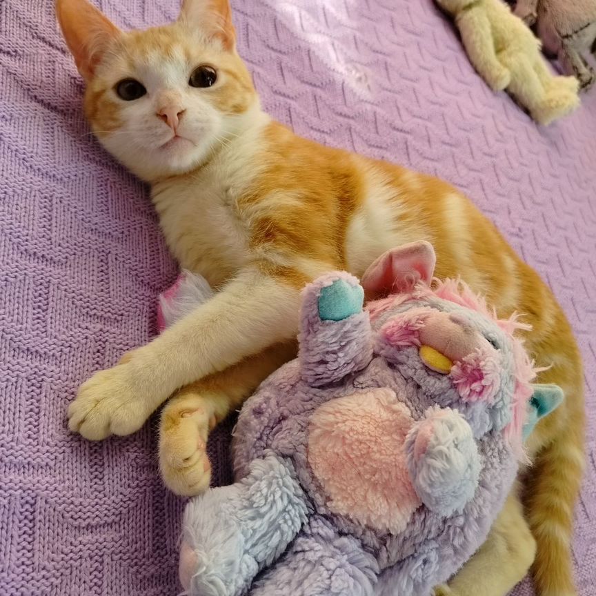 Котёнок