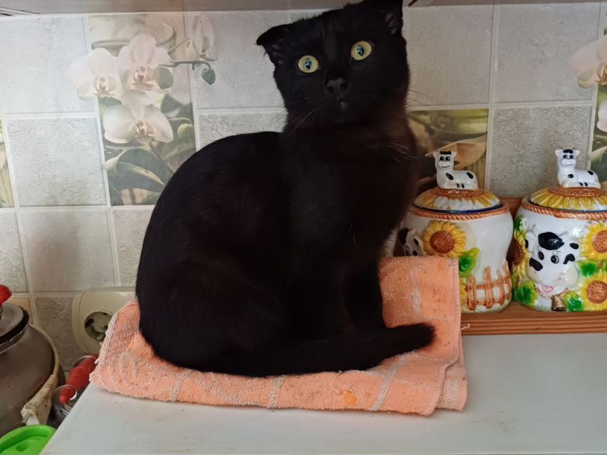 Кошка