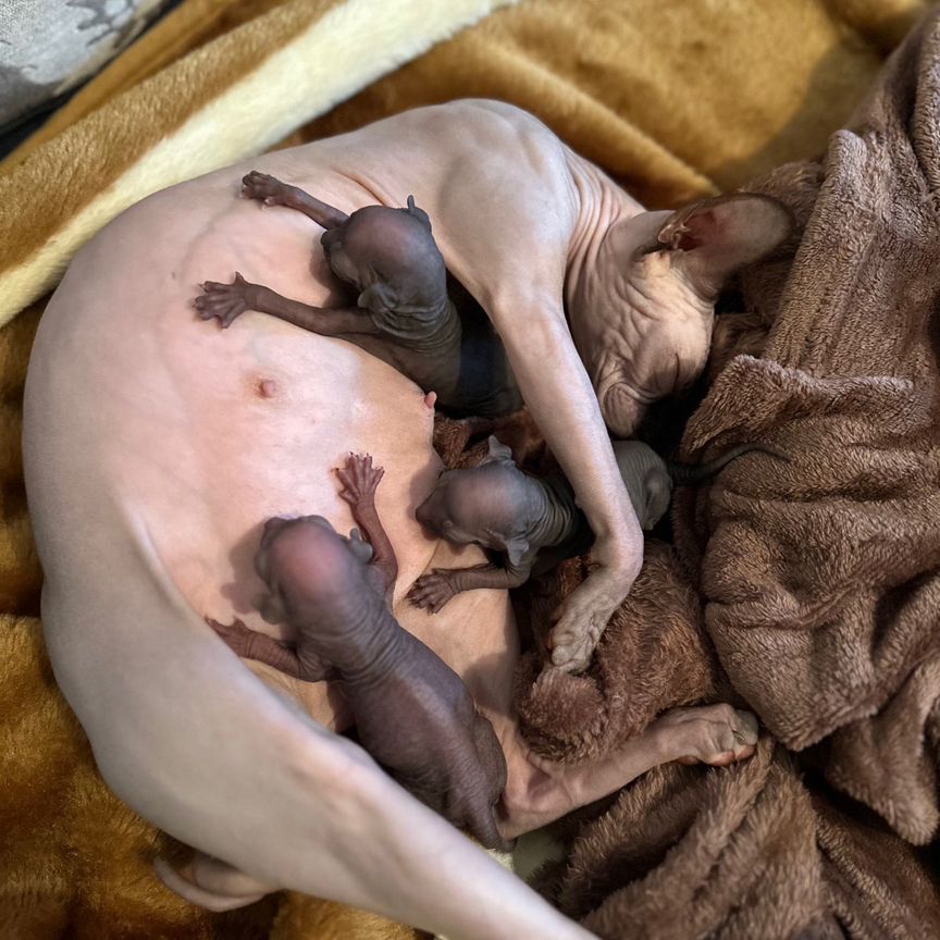 Канадские малыши